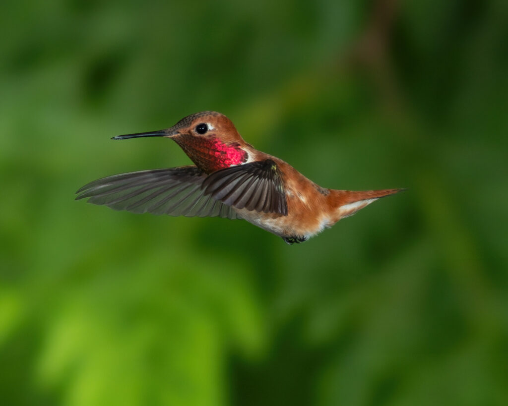 Rufous hummers return on schedule - Salt Spring Island news